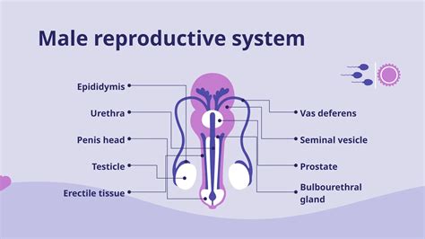 Sexual Health And Reproductive Education Health 11th Grade Copy 2pptx