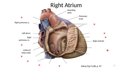 Anatomy Lecture 14 Right Atrium Diagram Quizlet