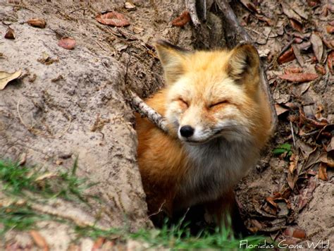 Florida Foxes A Gallery On Flickr