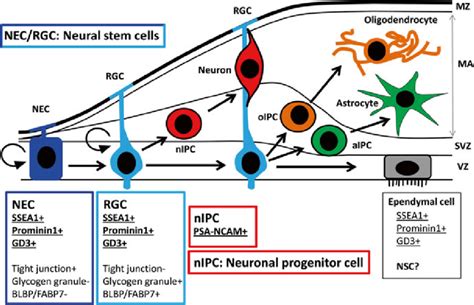 7 Neuroepithelial Cells NECs Proliferate At The Wall Of The Neural