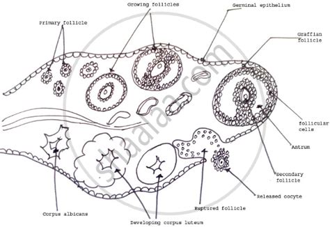 Draw A Labelled Diagram Of A Section Through Ovary
