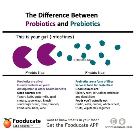Probiotics Vs Prebiotics Definition Hot Sex Picture