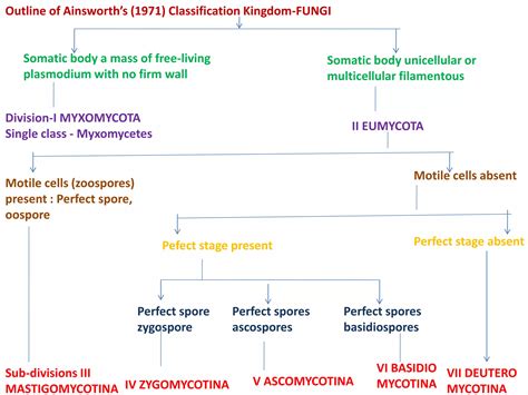 Classification Of Fungi Proposed By Ainsworth 1971 PPT