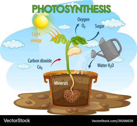 Diagram Showing Process Photosynthesis In Plant Vector Image