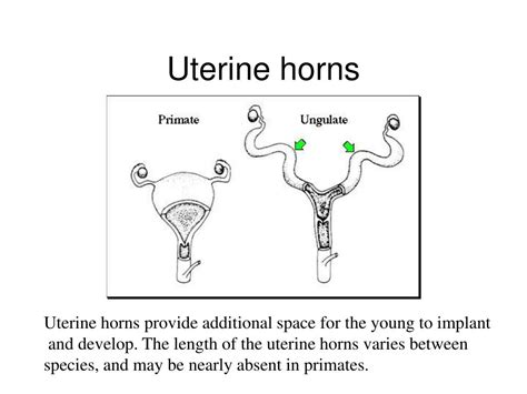 Uterus Horn Shaped At Richard Dyck Blog