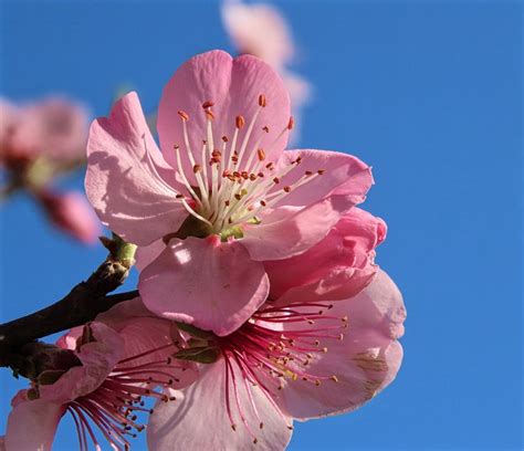 粉红色的花 特写 花 Pixabay上的免费照片
