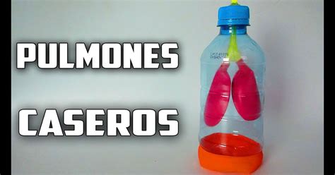 Escolares Como Hacer Una Maqueta Del Sistema Respiratorio Con Material Reciclable Compartir