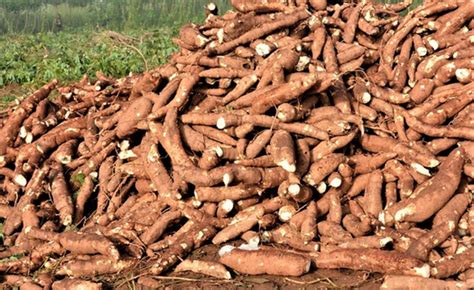 Adaklu Cassava Industry Requires Investment In Processing Director Of Agriculture National