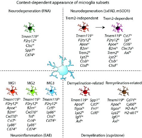 Profiles Of Context Dependent Microglial Clusters During Defined