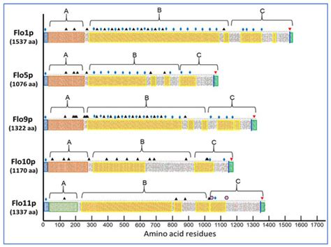 Pathogens Free Full Text FLO11 A Developmental Gene Conferring