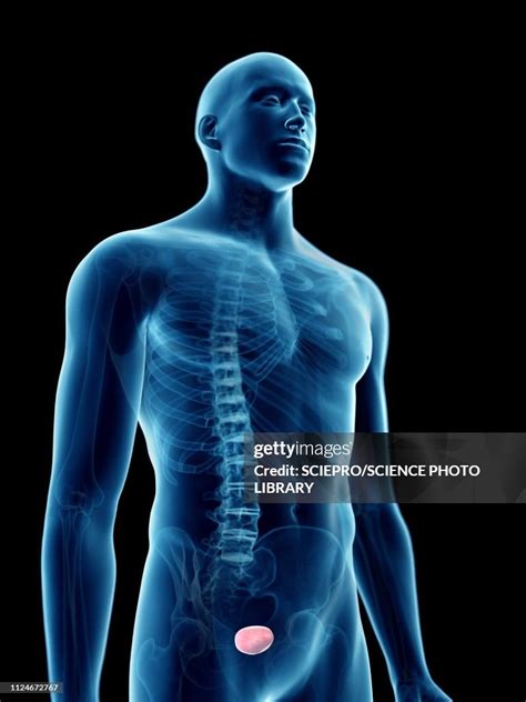 Illustration Of A Mans Bladder High Res Vector Graphic Getty Images