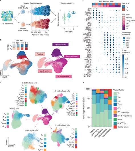 A Single Cell Transcriptional Map Of CD4 T Cell Activation A