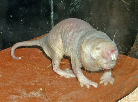 Secrets Of The Naked Mole Rat New Study Reveals How Their Unique