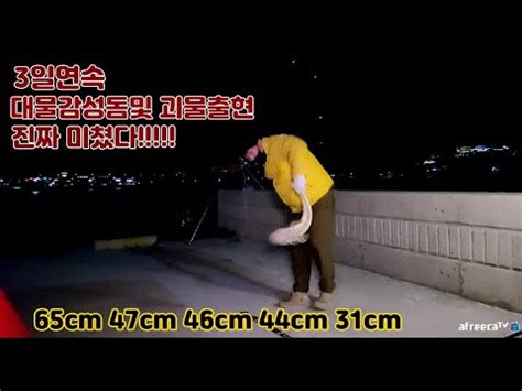 어느 방파제에 갈때마다 대물감성돔이 나온다 이게 가능해 YouTube
