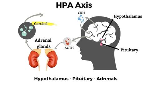 Hpa Axis And Stress Artofit