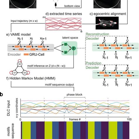 vame an unsupervised deep learning model for behavior segmentation a download scientific