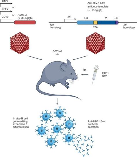 CRISPR Cas9 Gene Therapy Delivery Strategies Biopharma PEG