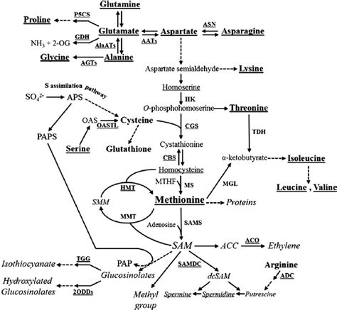 Schematic Representation Of Met Associated Altered Transcripts And