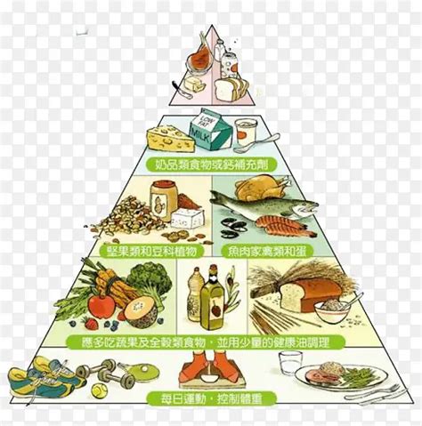 每日食物金字塔PNG图片素材下载 图片编号qpaexbnn 免抠素材网