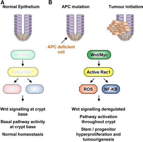 ROS Production and NF κB Activation Triggered by RAC1 Facilitate WNT