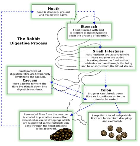 How The Rabbit Digestive System Works Owlcation