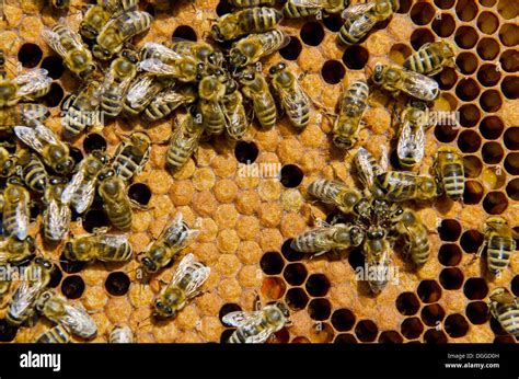 Carnica Bees Apis Mellifera Carnica At Their Partly Covered Brood Combs Nuertingen Bavaria