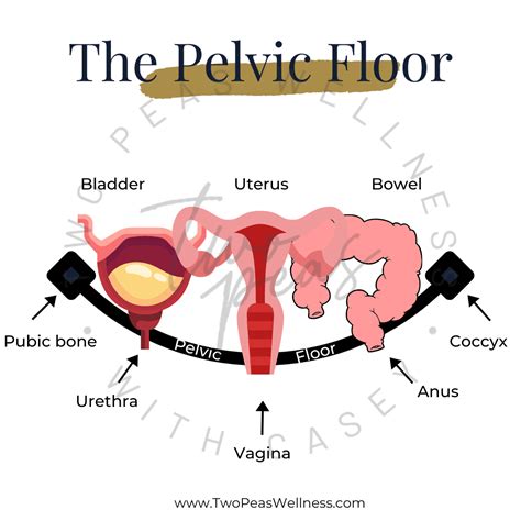 What Is The Pelvic Floor Two Peas Wellness
