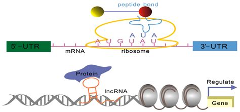 ijms free full text understanding the functions of long non coding rnas through their higher