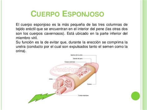 Aparato Reproductor Masculino Gva