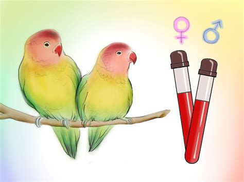 How To Determine The Sex Of A Lovebird 6 Steps With Pictures Artofit