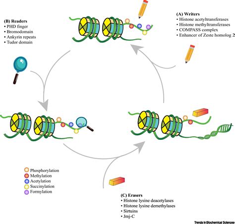 Mapping Histone Modification Dependent Protein Interactions With