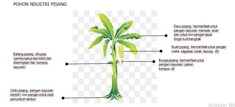 Mengenal Pohon Industri Pisang Kampung Media