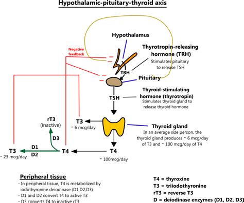 Hypothalamus And Pituitary Gland Axis