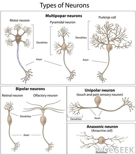 Neurons Are Cells That Are Involved In
