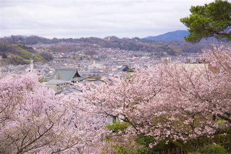 兼六園と金沢城址公園お花見ルートおすすめ石川県の桜名所お花見スポット情報 穏やかなラポン