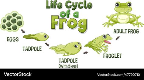 Frog Life Cycle Diagram Royalty Free Vector Image