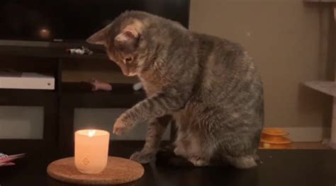 好奇害死猫是什么意思 酷知经验网
