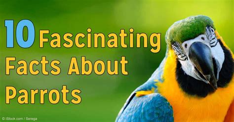 10 Interesting Facts About Parrots Parrot Facts Parrot 10 Interesting Facts