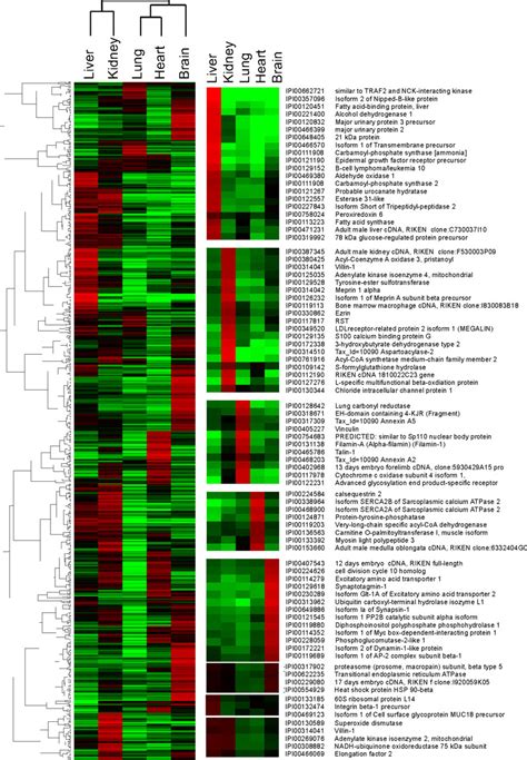 Quantitative Profile Of Five Murine Core Proteomes Using Label Free