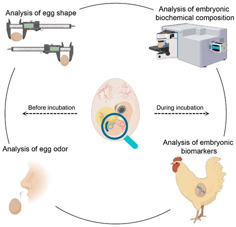 Ijms Free Full Text Overview Of Avian Sex Reversal