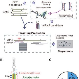 RNA Seq Workflow For MiRNAtarget Prediction In Marchantia Polymorpha