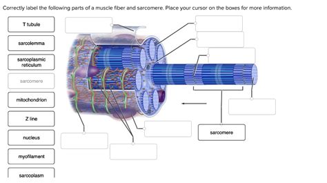 Correctly Label The Following Parts Of A Muscle Fiber SolvedLib
