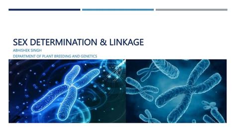 Sex Determination And Linkagepptx