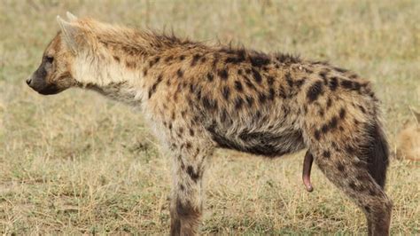 Lanzador El Cielo Acostumbrarse A Female Hyena Anatomy Frecuentemente Engañoso Capilla