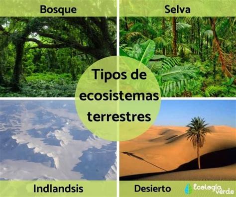 Tipos De Ecosistemas Terrestres Y Ejemplos Caracter Sticas Y Fotos