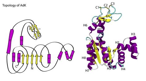identify secondary structure and topology — practical 10 protein dynamics and visualization 1 0