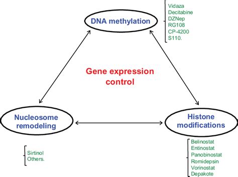 Epigenomics And Cancer Therapy Schematic Representation Of The Three