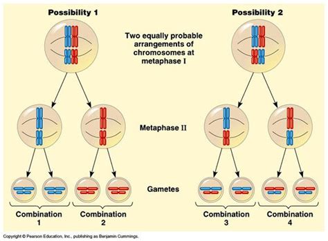 Law Of Independent Assortment Each Pair Of Alleles Segregate Independently From Other Pairs In