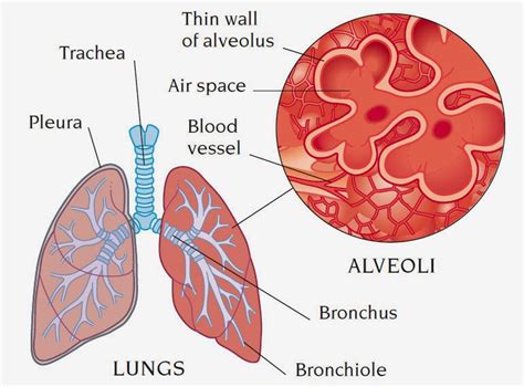 Diagram Of Alveoli In Lungs