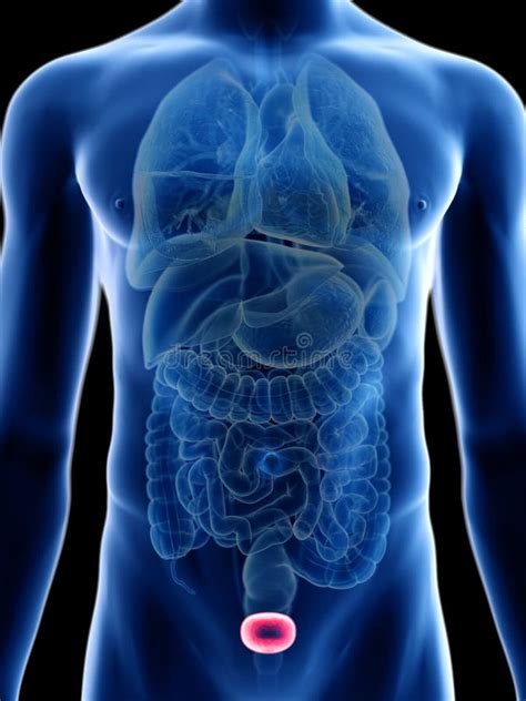 A Mans Bladder Cancer Stock Illustration Illustration Of System 128914208